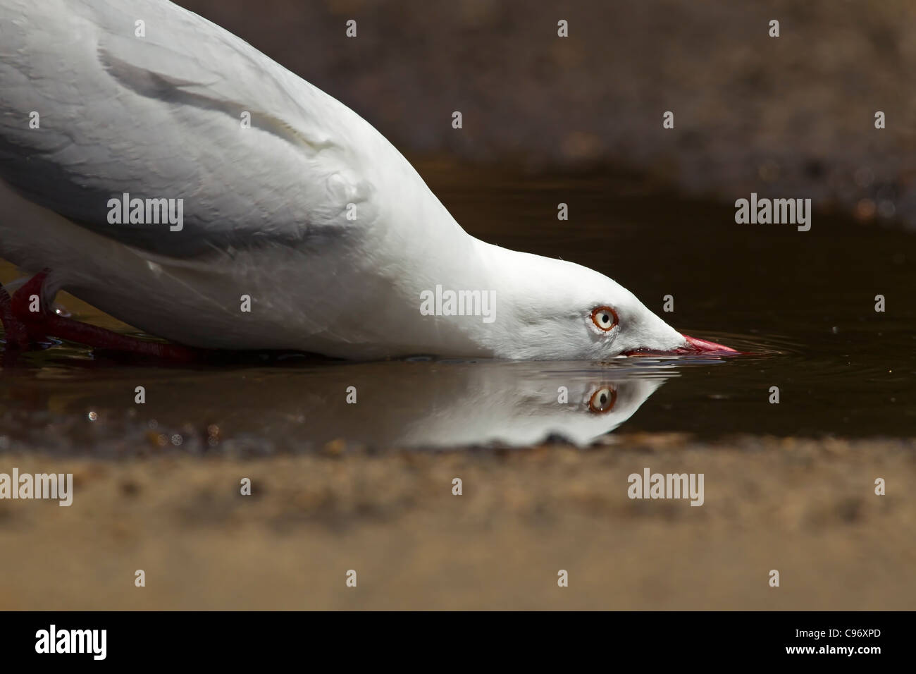 Silver gull australia hi-res stock photography and images - Alamy