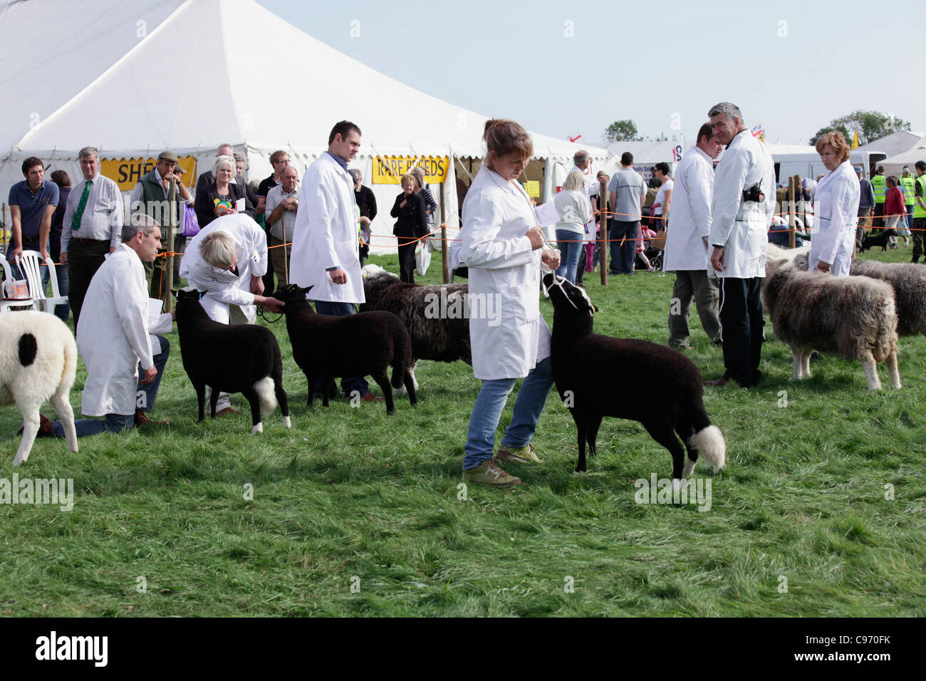 Rare breeds competition at Gransden and District Agricultural Show 2011 ...