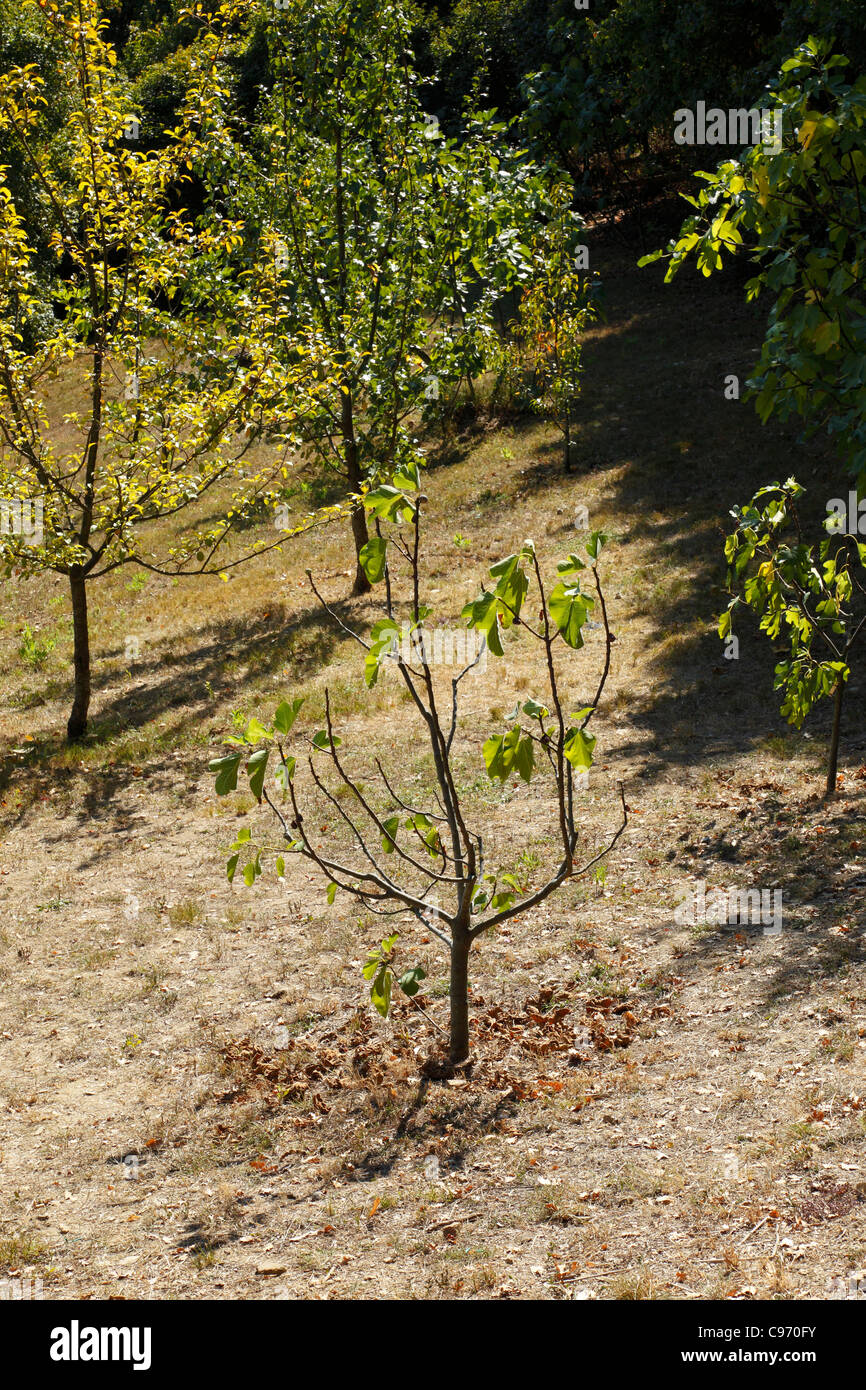 Fig trees hi-res stock photography and images - Alamy