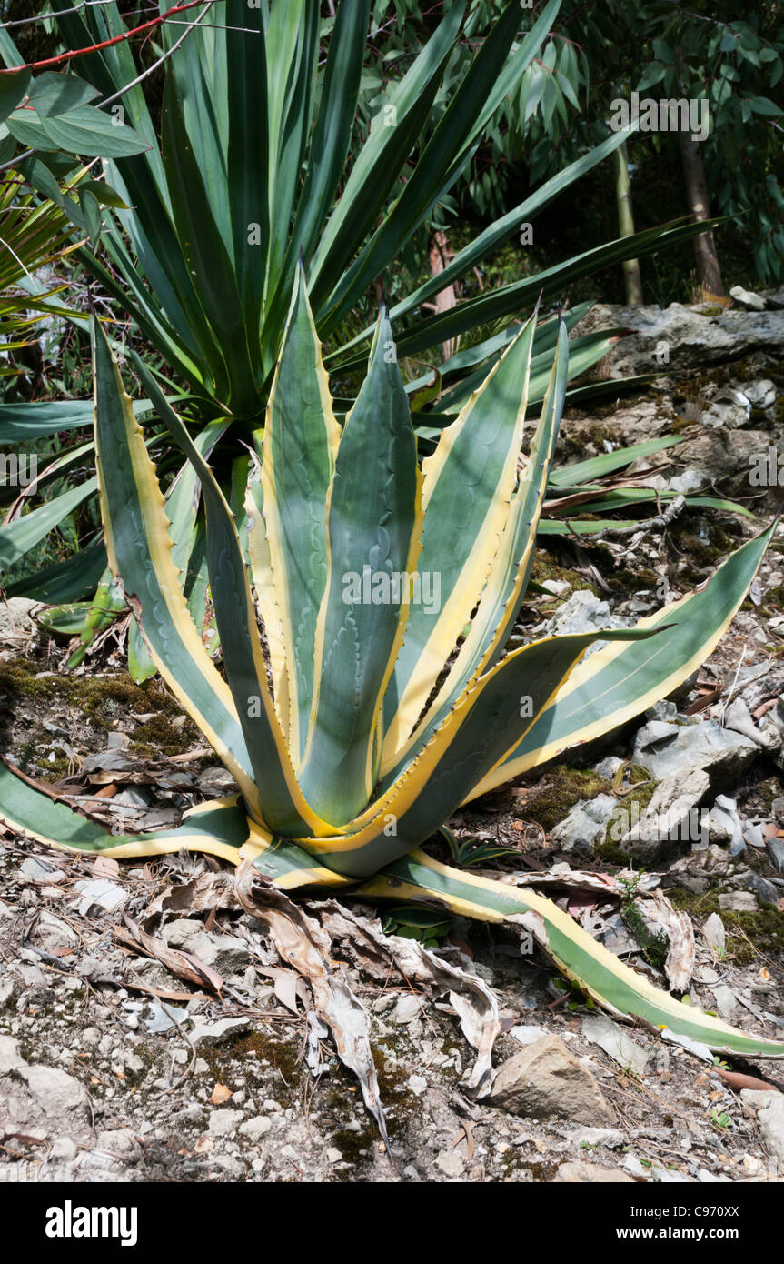 Agave americana variegata hi-res stock photography and images - Alamy