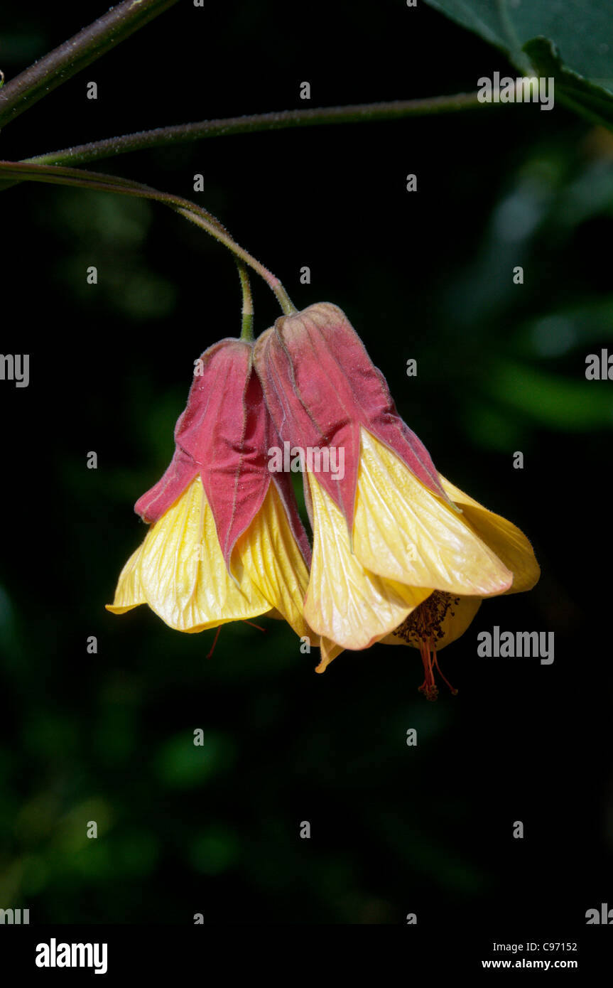 Abutilon, Chinese Bell Flower Stock Photo - Alamy