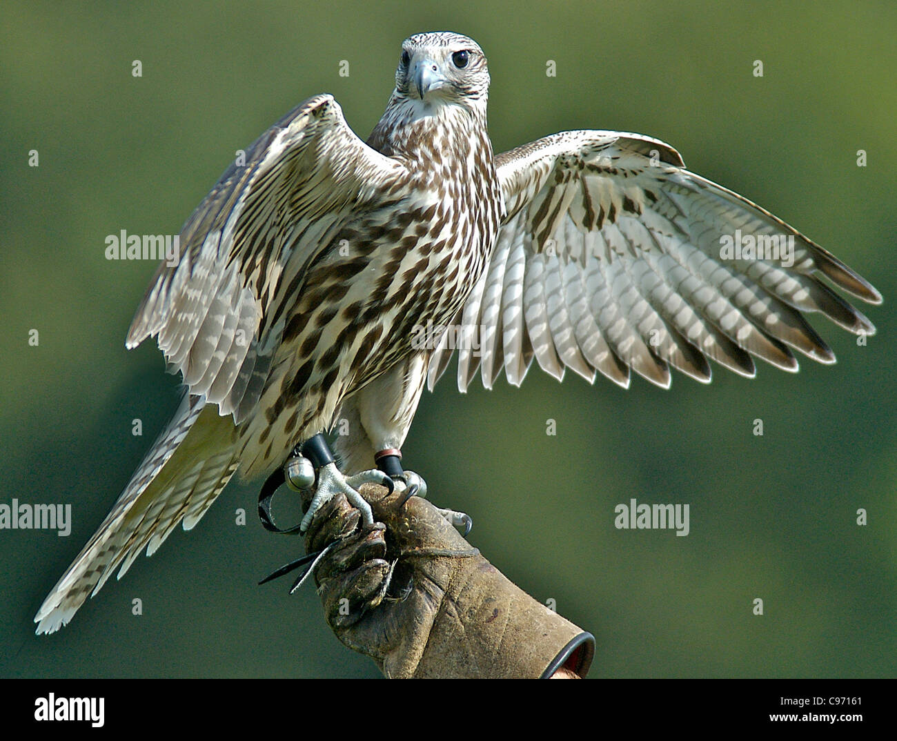 The most popular type of Falcon is the Saker here pictured on a ...