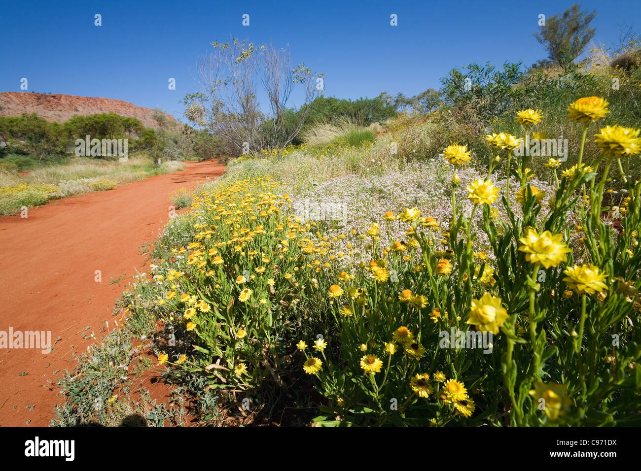 Wildflowers in the Alice Springs Desert Park. Alice Springs, Northern ...
