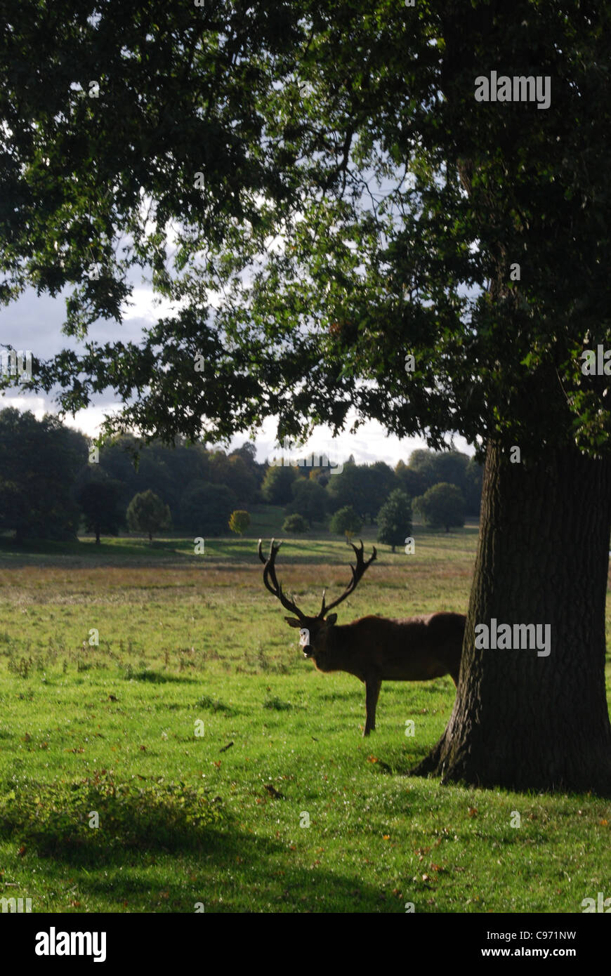 Tatton park deer hi-res stock photography and images - Alamy