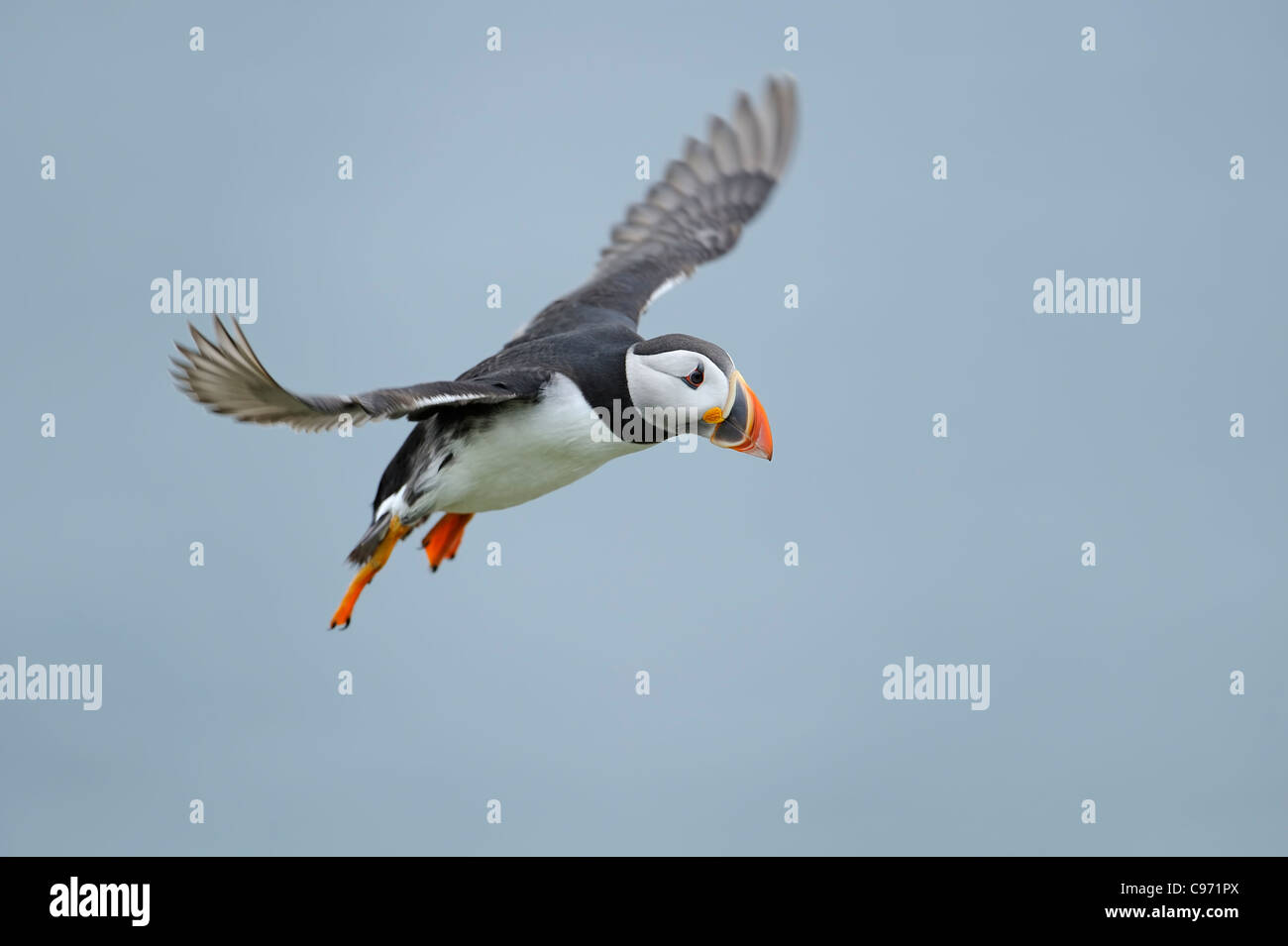 atlantic puffin in flight Stock Photo - Alamy