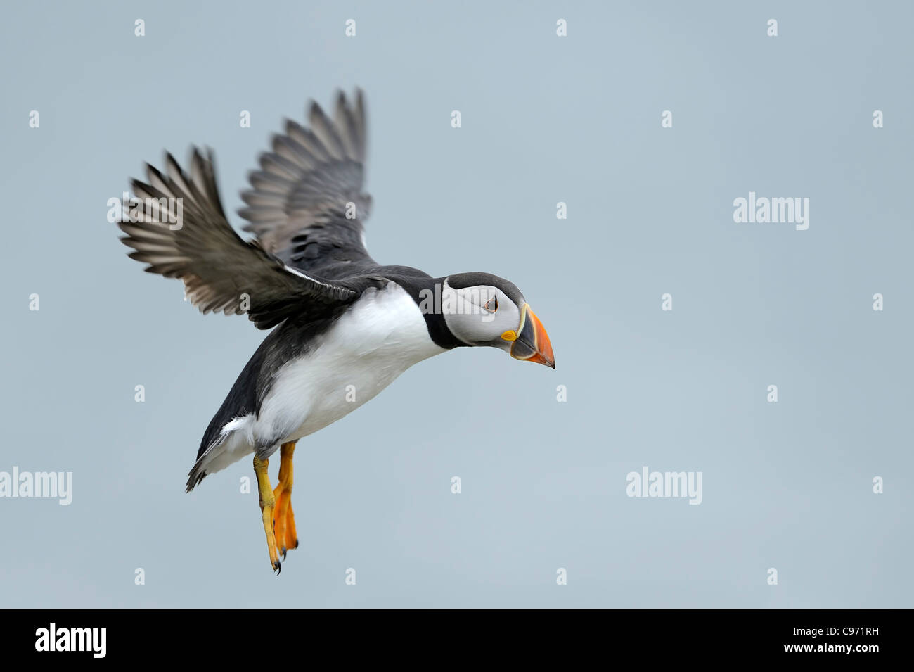 Back landing hi-res stock photography and images - Alamy