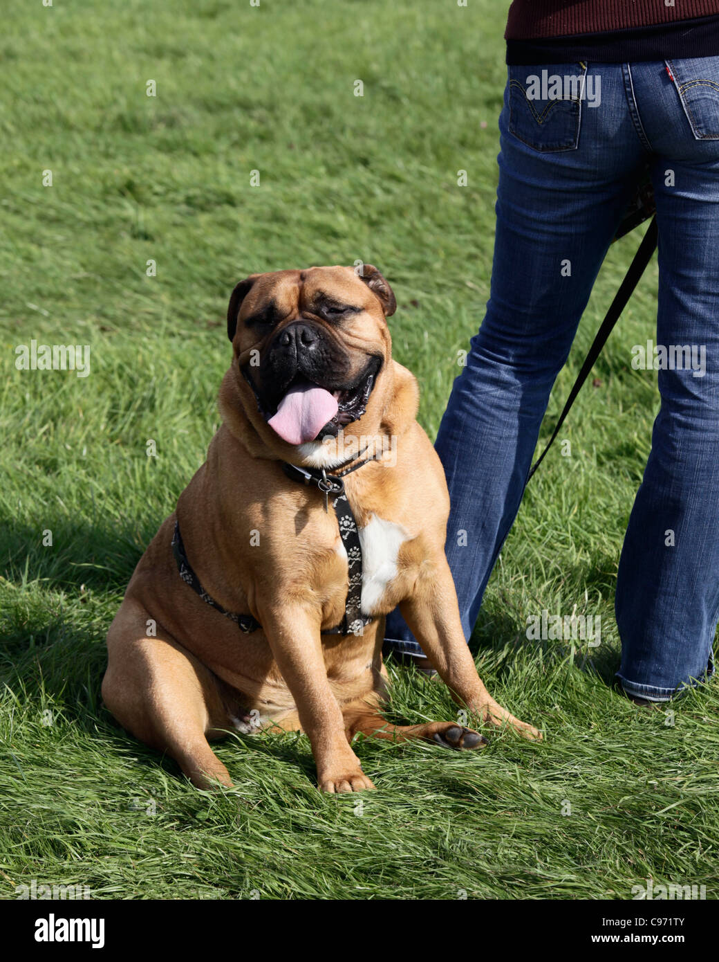 Bored bulldog at agricultural show Stock Photo - Alamy