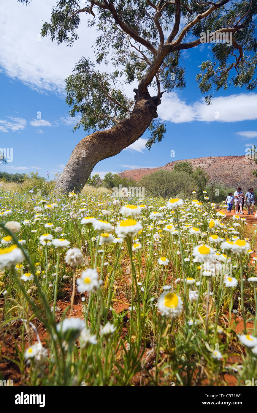 Wildflowers in bloom at the Alice Springs Desert Park. Alice Springs ...