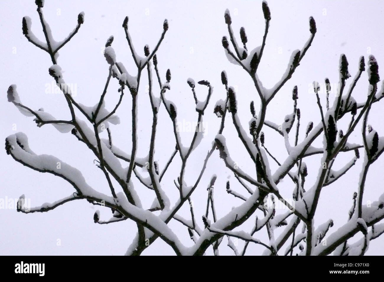 Sumac tree hi-res stock photography and images - Alamy