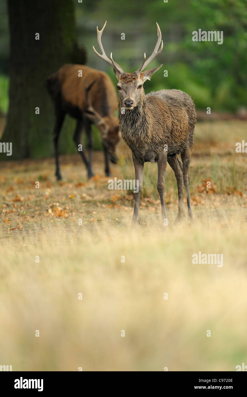 young red deer stag portrait Stock Photo - Alamy