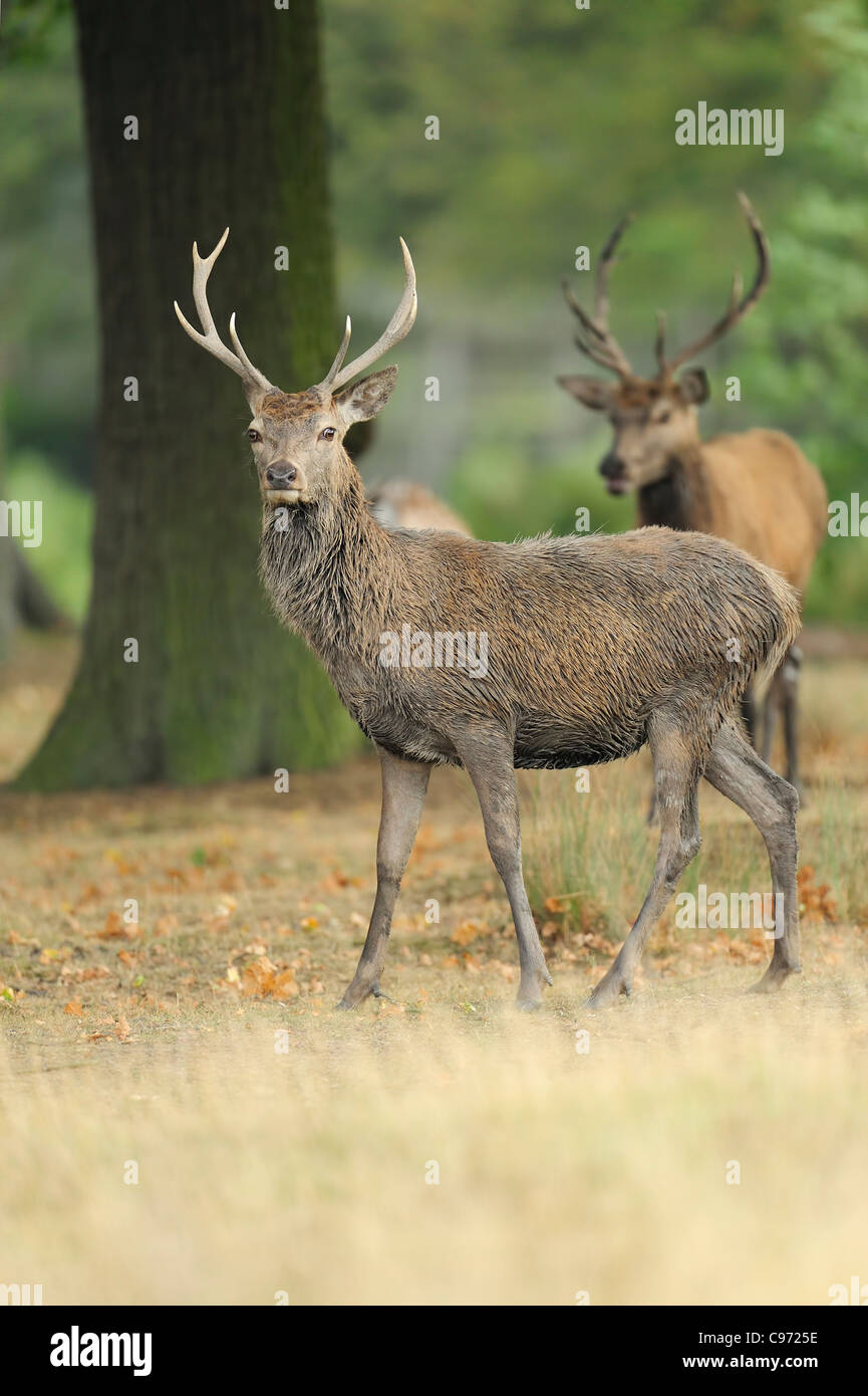 Dominant young trees hi-res stock photography and images - Alamy