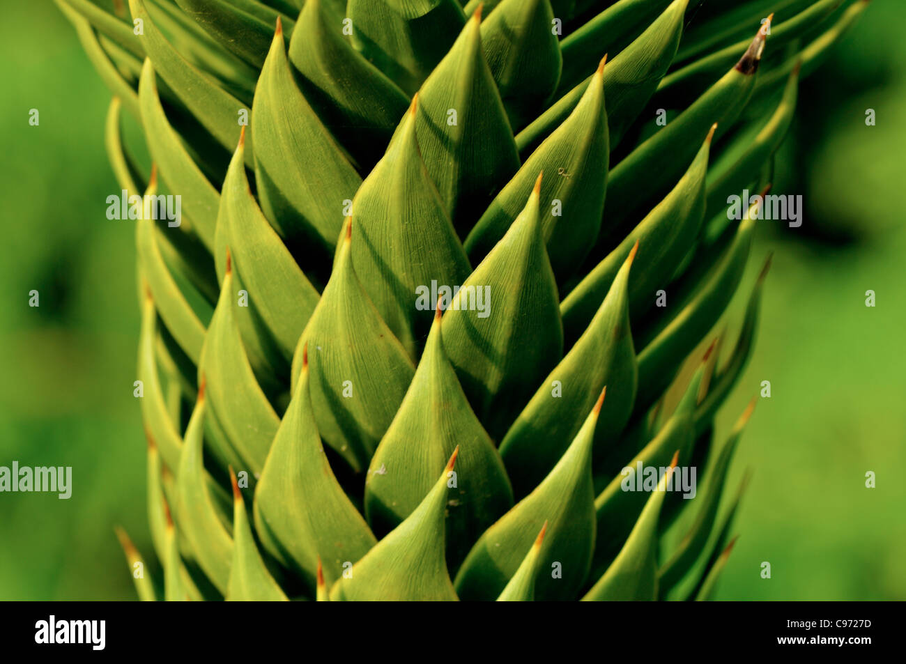 Horizontal flower spikes hi-res stock photography and images - Alamy