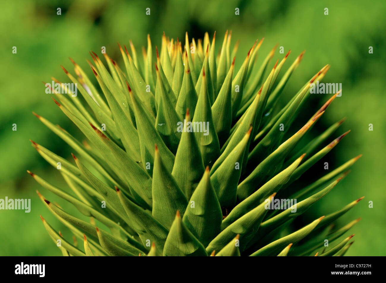 Horizontal flower spikes hi-res stock photography and images - Alamy