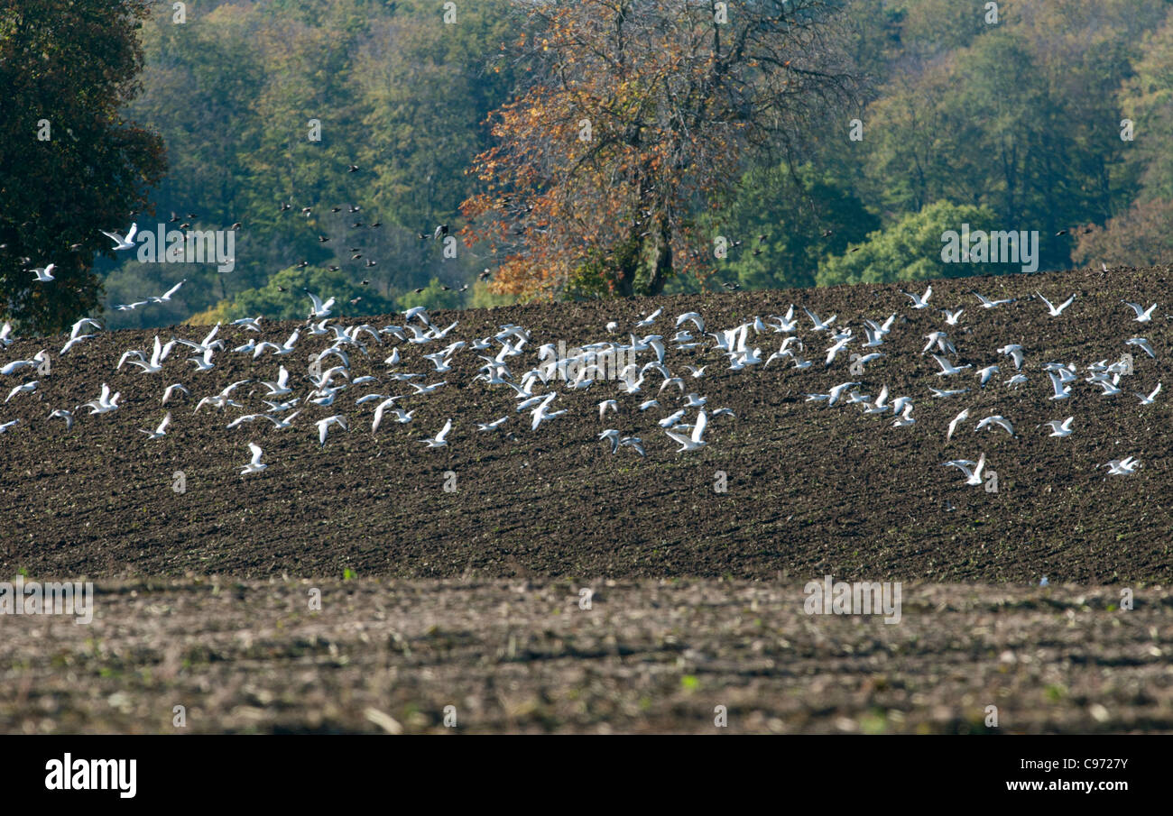 Flying common gulls ower a field with open soil Stock Photo - Alamy