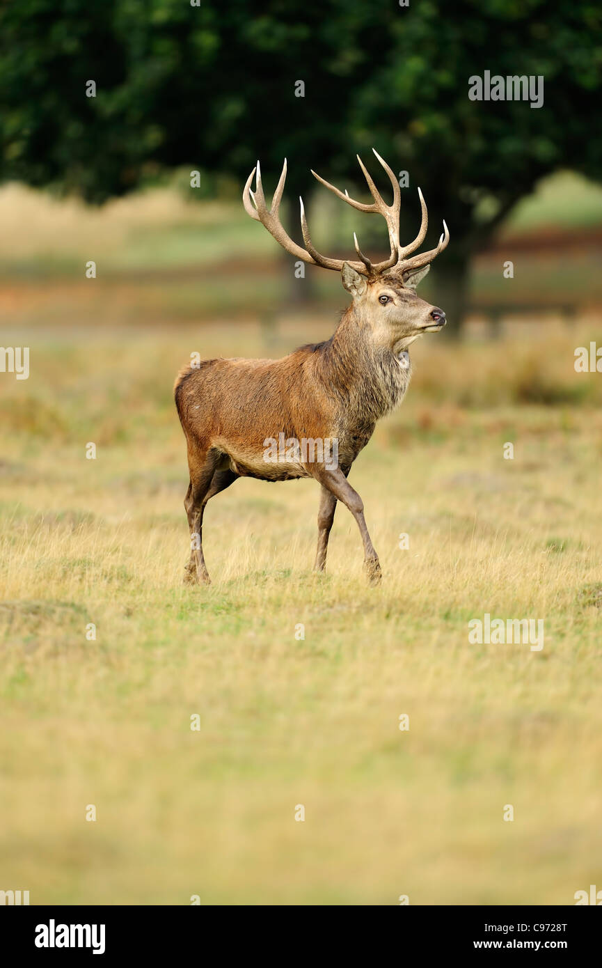 red deer stag Stock Photo - Alamy