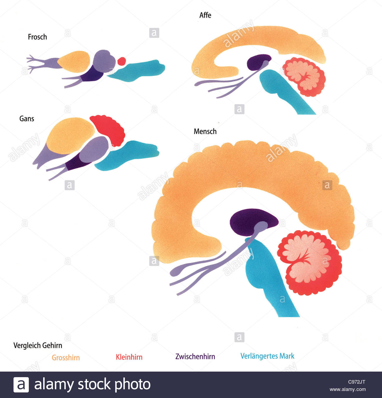 Anatomic Pathology Stock Photos & Anatomic Pathology Stock Images - Alamy