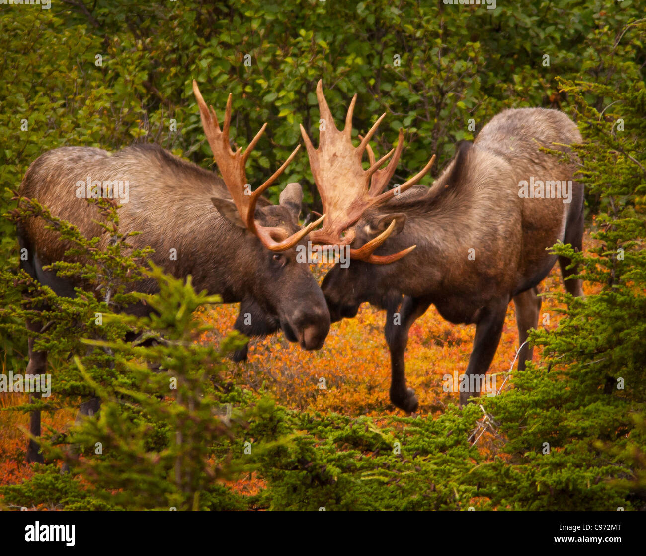 Butting heads hi-res stock photography and images - Alamy