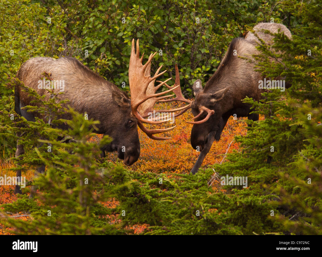 CHUGACH STATE PARK, ALASKA, USA - Bull moose, Alces alces Stock Photo ...