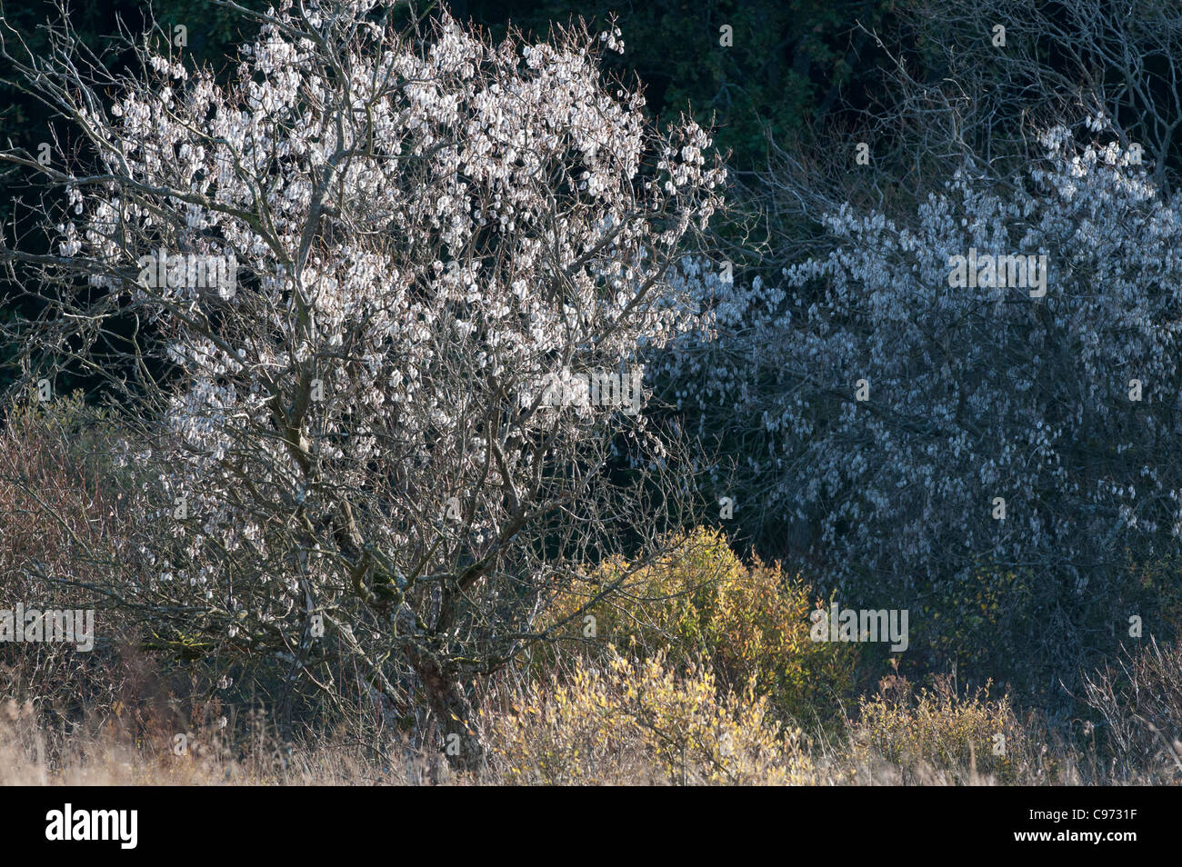 Sallow with white catkins Stock Photo - Alamy