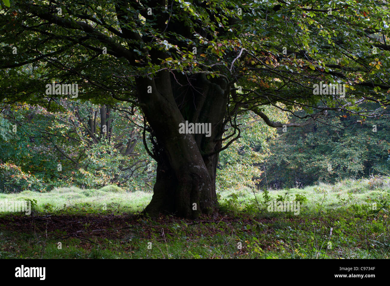 Old beech tree with wide crown Stock Photo - Alamy