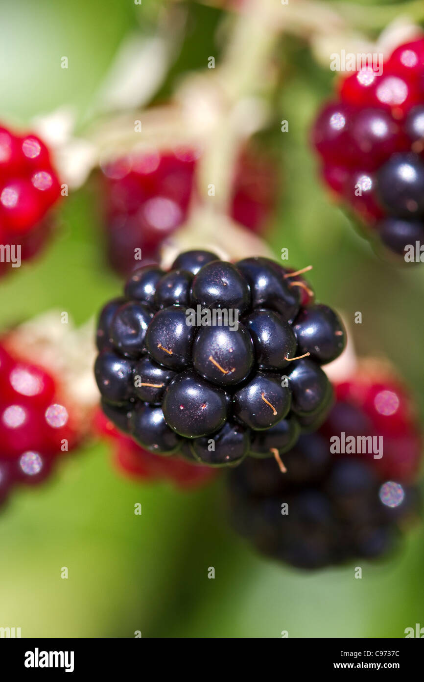Bramble (Rubus fruticosus) September 2011 Stock Photo - Alamy