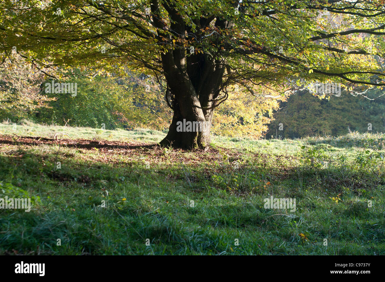 Old beech tree with wide crown Stock Photo - Alamy