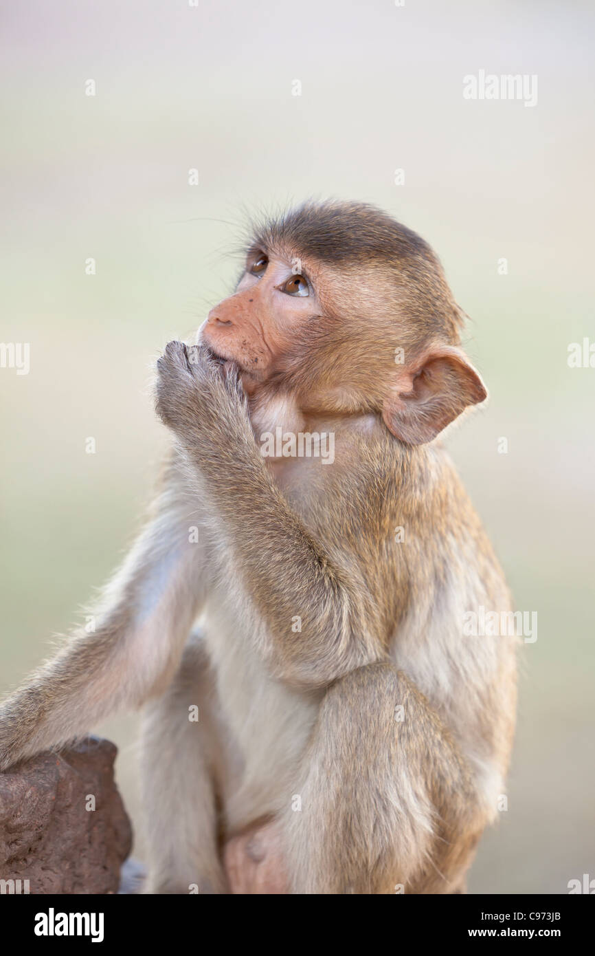A baby macaque monkey ,Thailand Stock Photo - Alamy