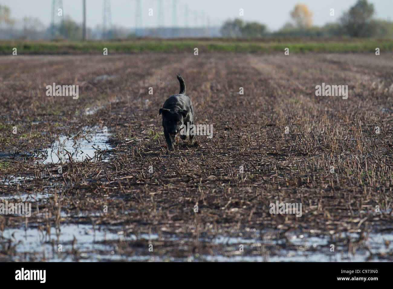 black dog Labrador running Stock Photo - Alamy