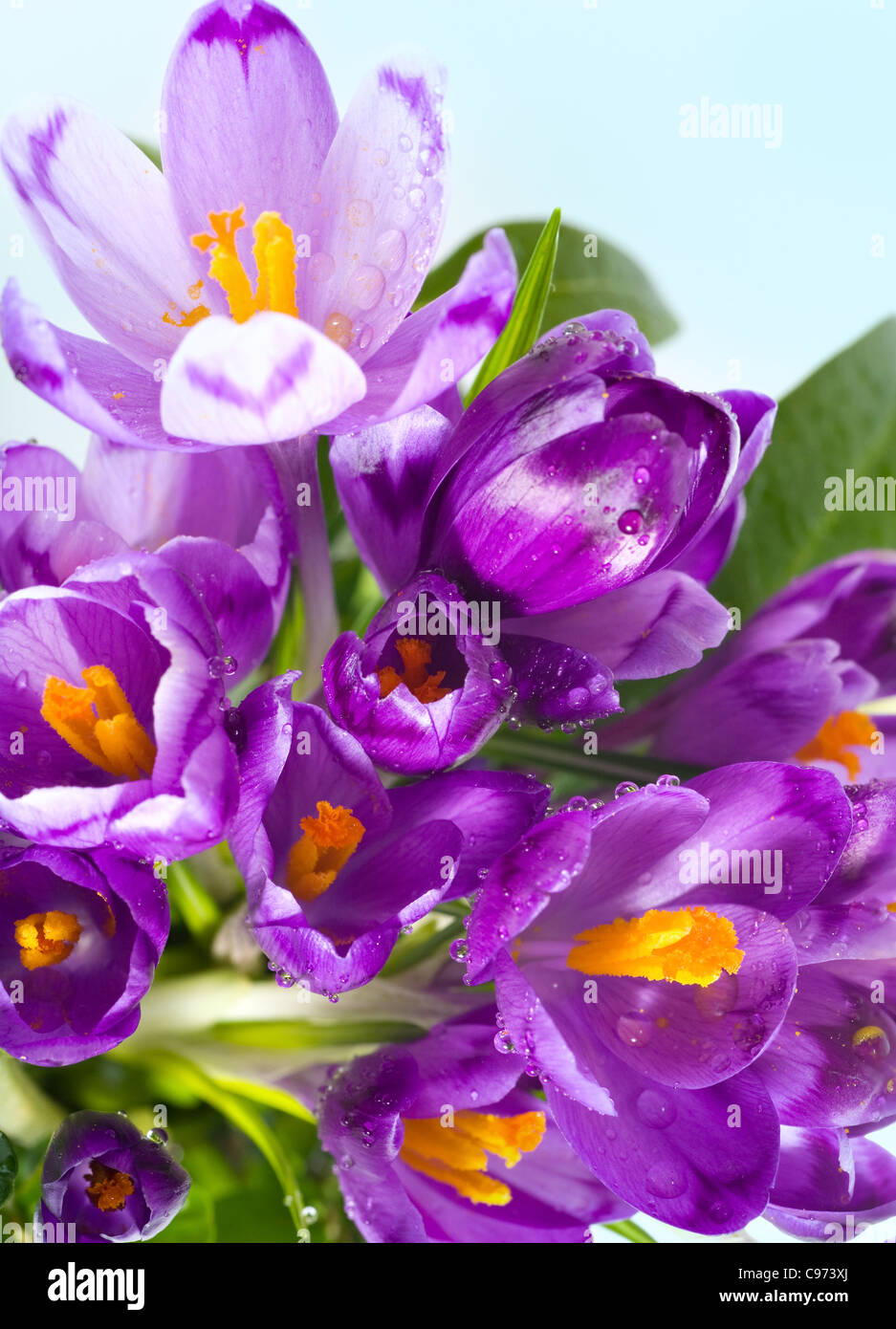 Crocus spring holiday seasonal bloom hi-res stock photography and ...