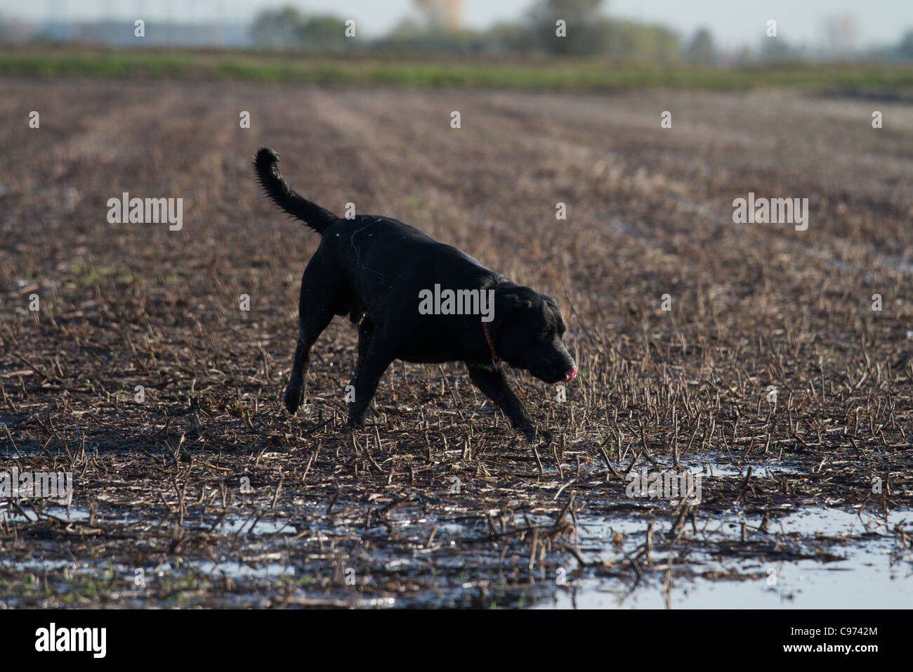 black dog Labrador running Stock Photo - Alamy