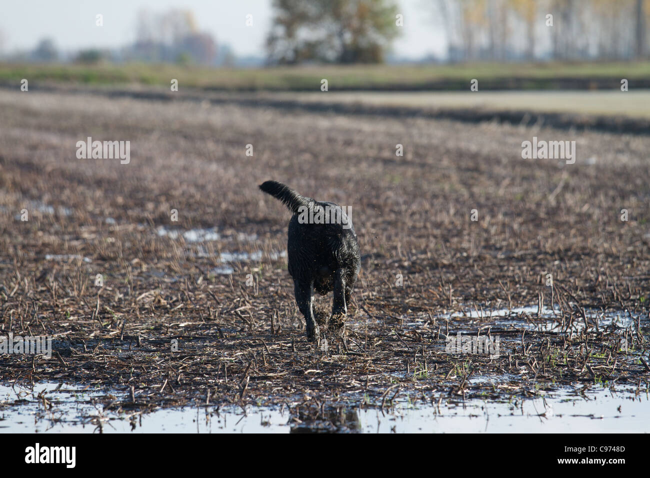 black dog Labrador running Stock Photo - Alamy