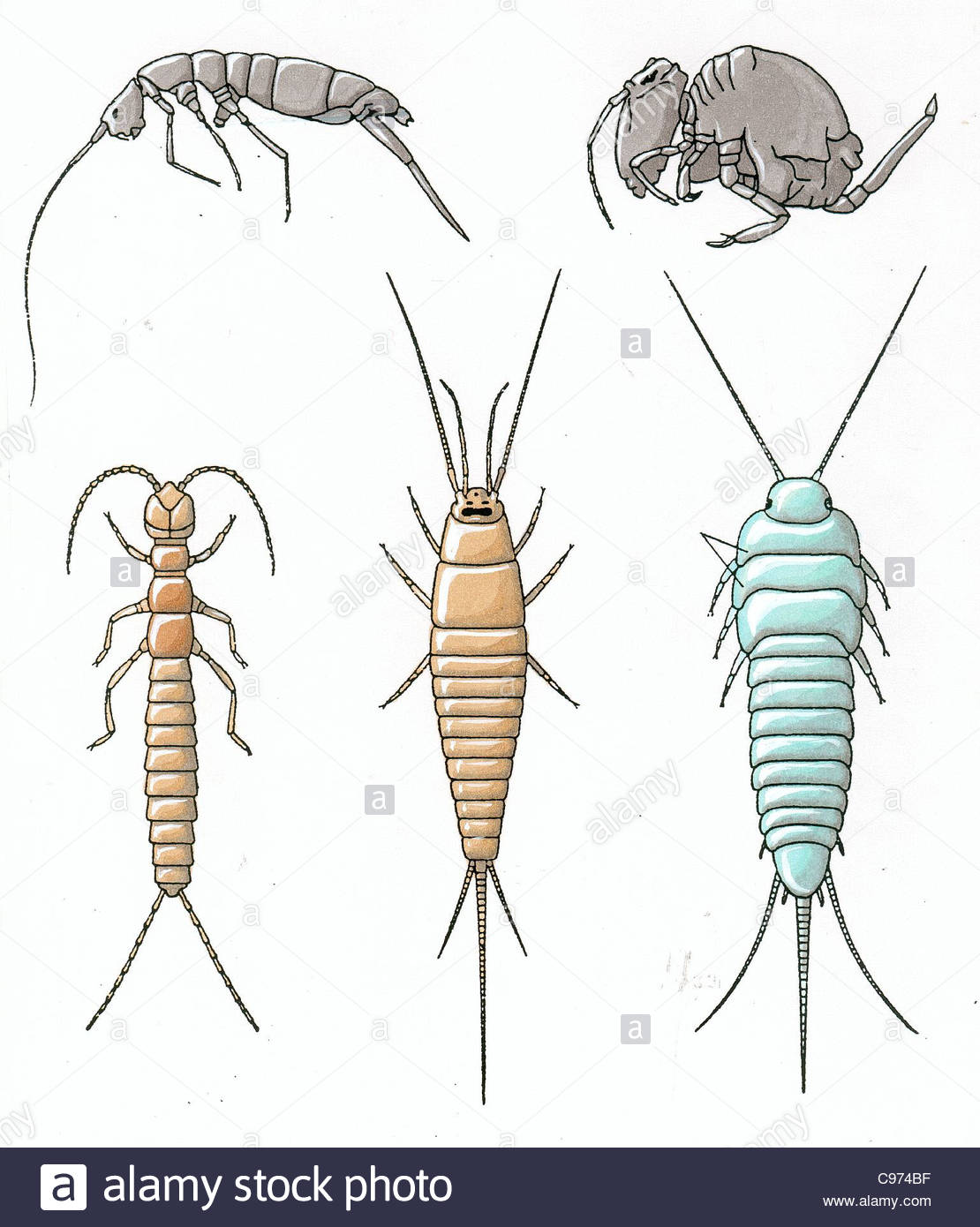 Apterygota Stock Photos & Apterygota Stock Images - Alamy