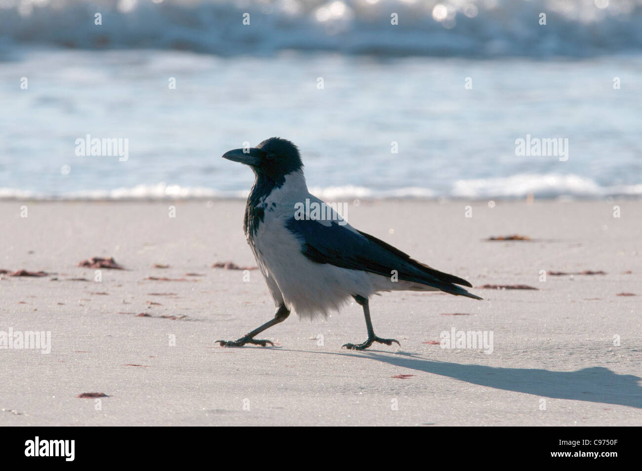 Hooded crow (Corvus cornix) on a sandy beach Stock Photo - Alamy
