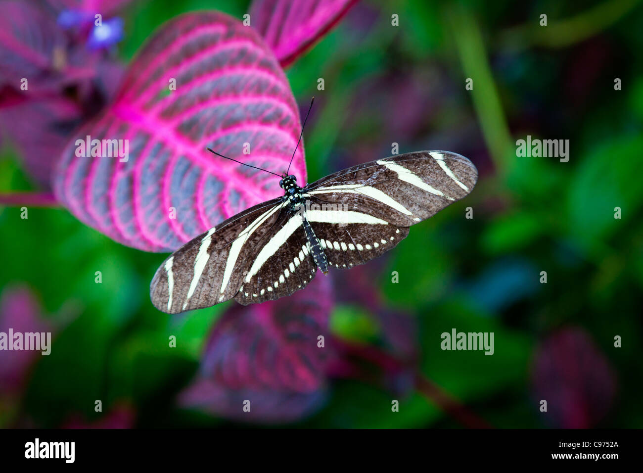 Zebra Longwing Butterfly )Heliconius charithonia Stock Photo - Alamy