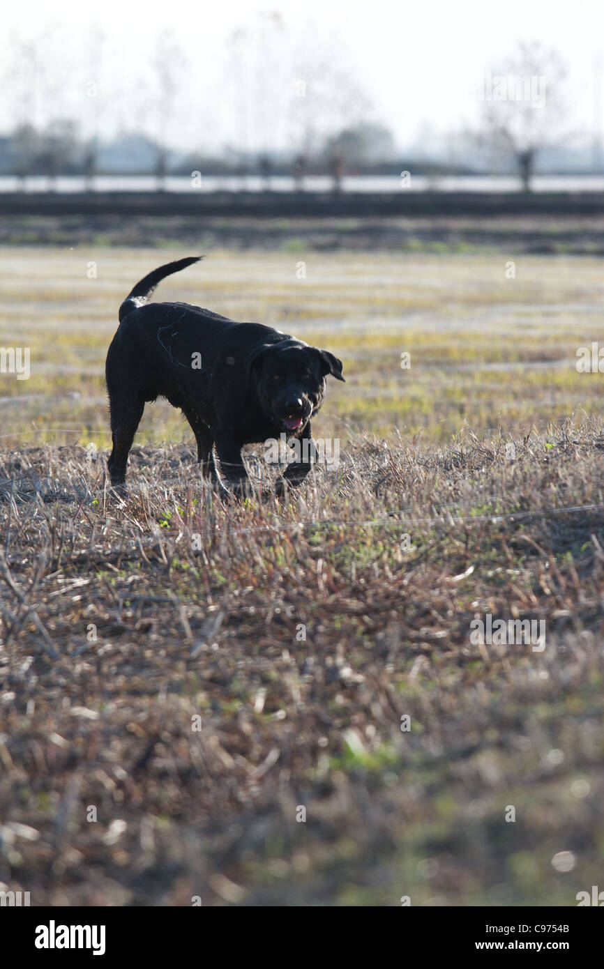black dog Labrador running Stock Photo - Alamy