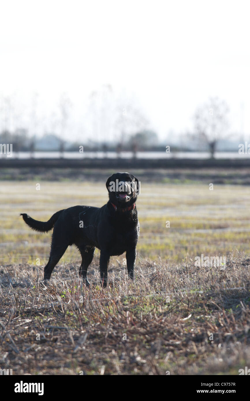 black dog Labrador running Stock Photo - Alamy