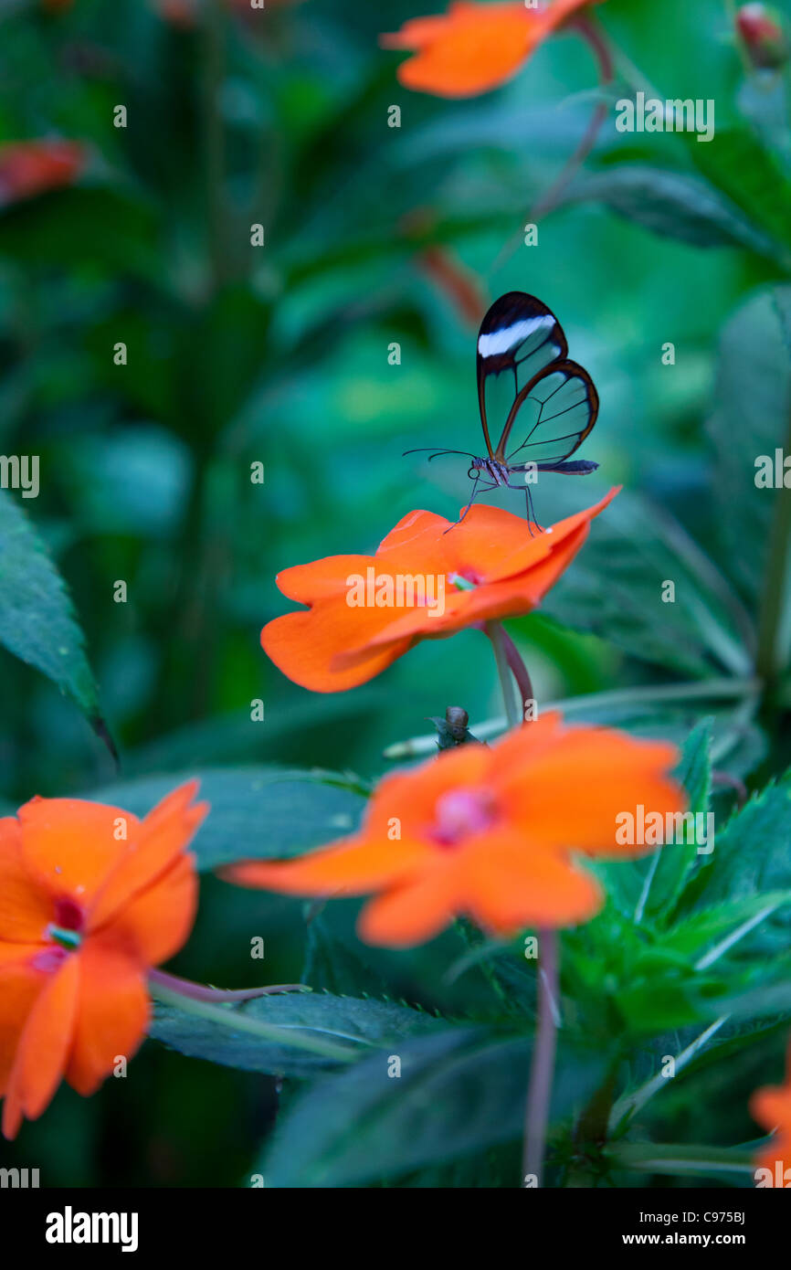 Clearwing or glasswing butterfly hi-res stock photography and images ...