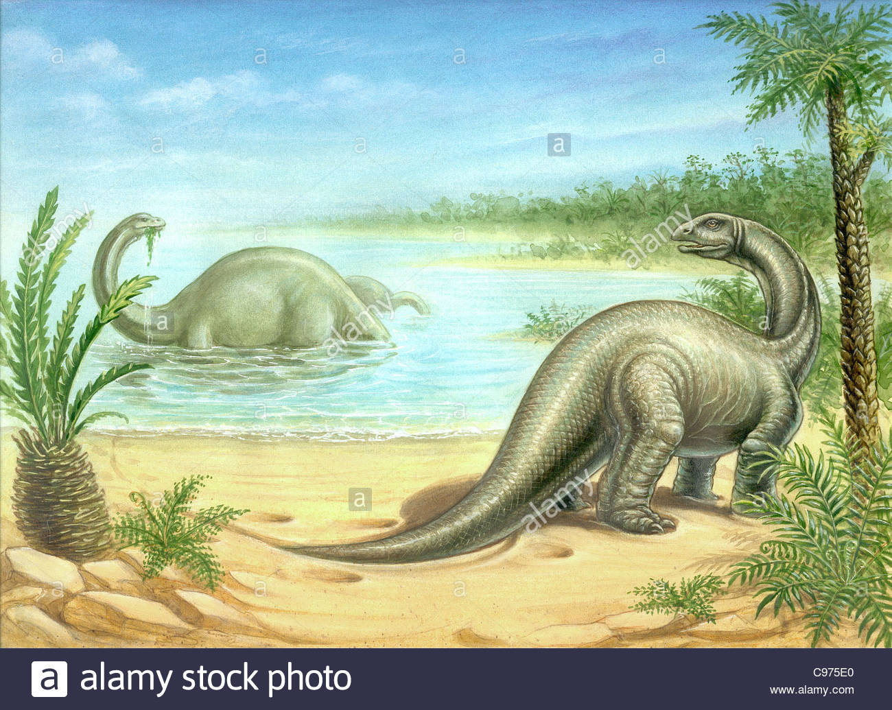 Apatosaurus Stock Photos & Apatosaurus Stock Images - Alamy