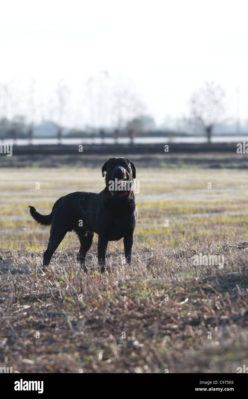 black dog Labrador running Stock Photo - Alamy