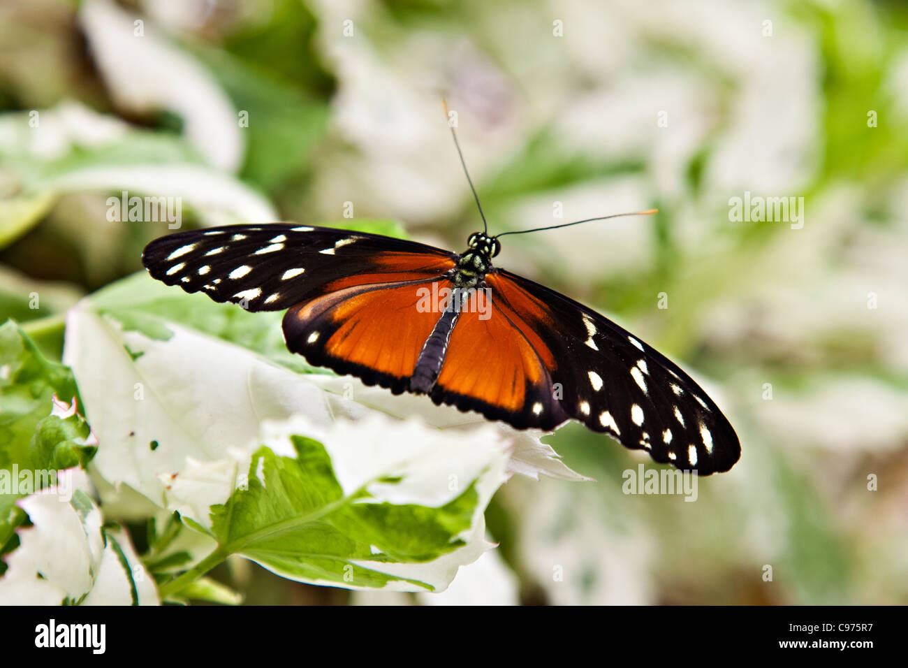 Hecales hi-res stock photography and images - Alamy