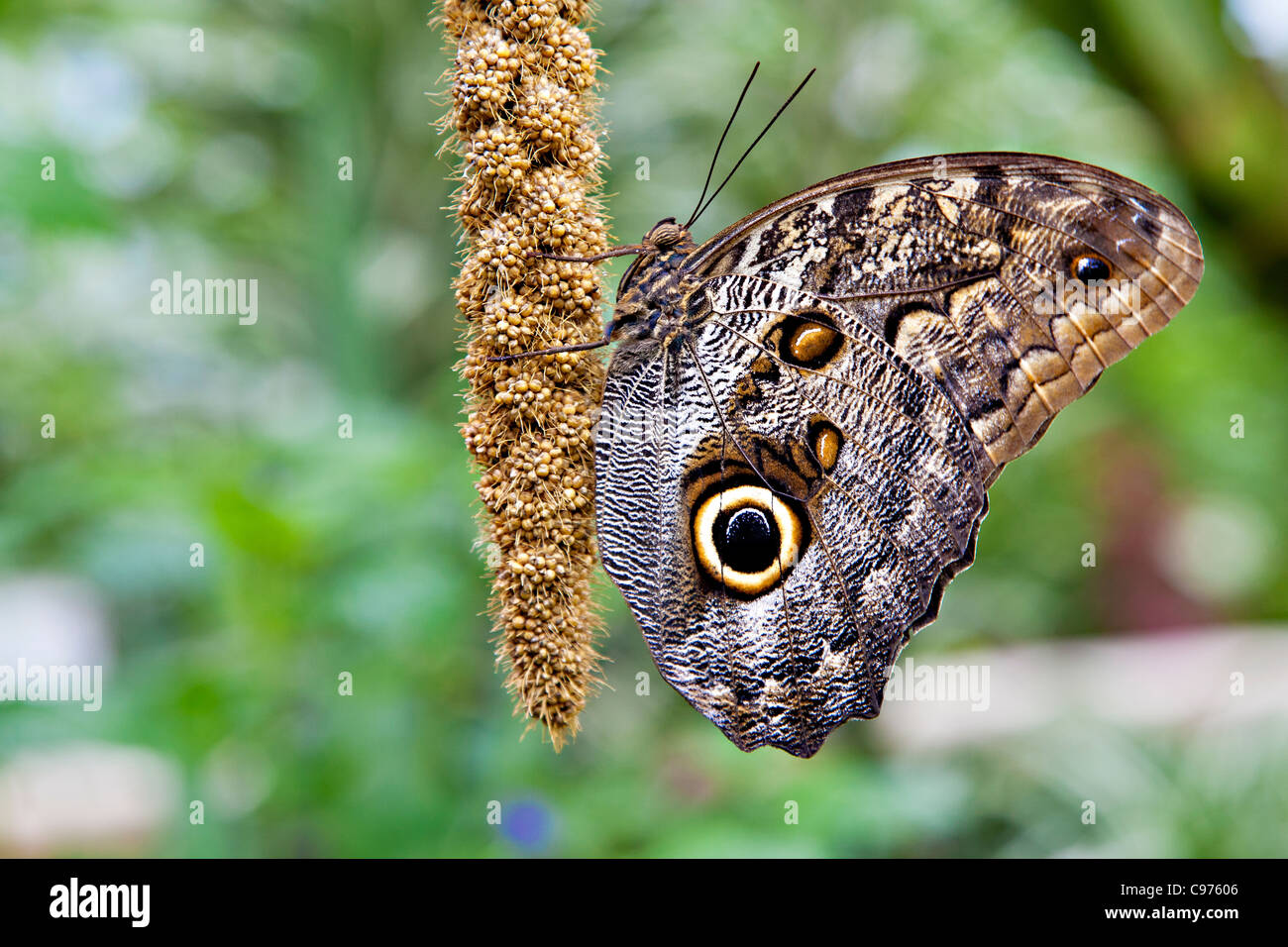 Owl Butterfly Caligo teucer Stock Photo - Alamy