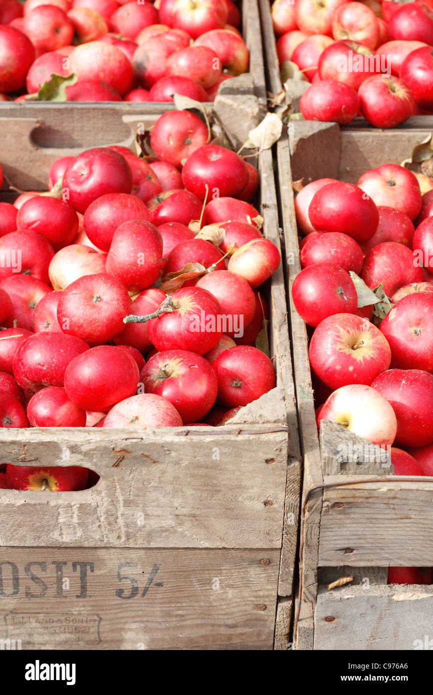 Red apples in wooden boxes Stock Photo - Alamy