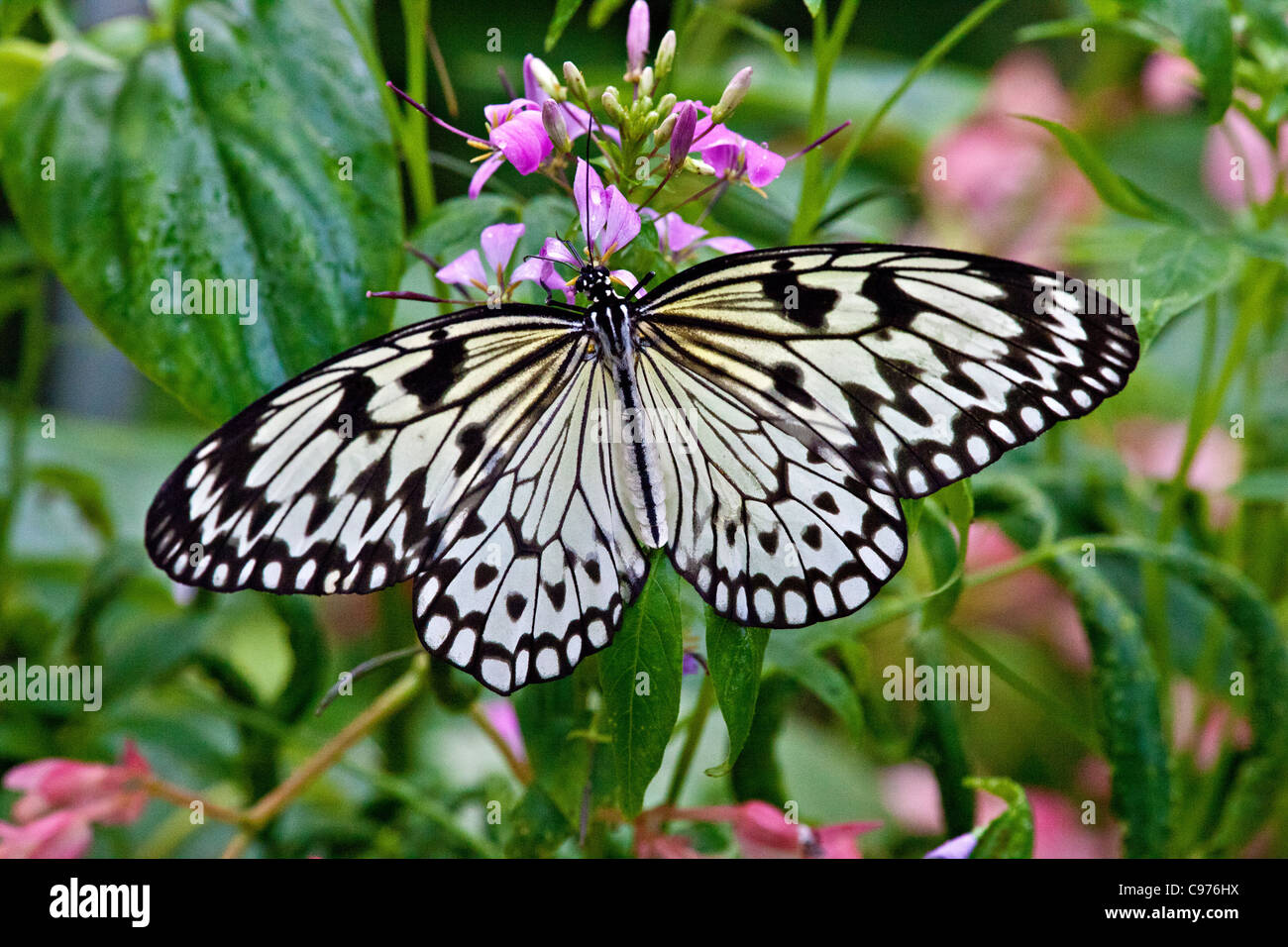 Tree Nymph (Idea malabarica Stock Photo - Alamy
