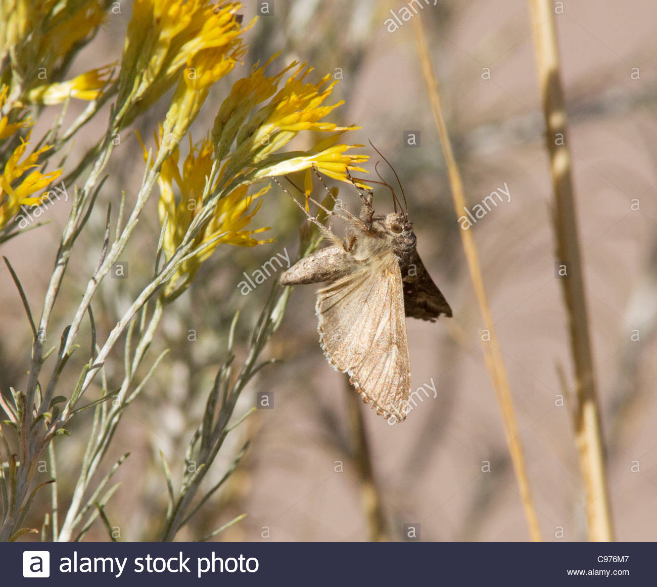 Cabbage Looper Ni Moth Trichoplusia High Resolution Stock Photography ...