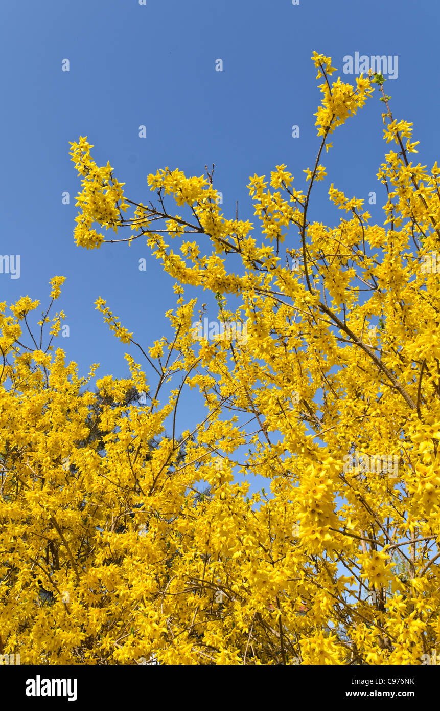 Border forsythia (Forsythia x intermedia 'Beatrix Farrand' Stock Photo ...