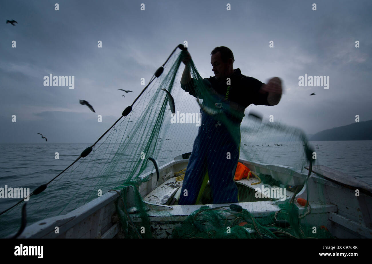 Traditional herring fisherman Stephen Perham catching herring off ...