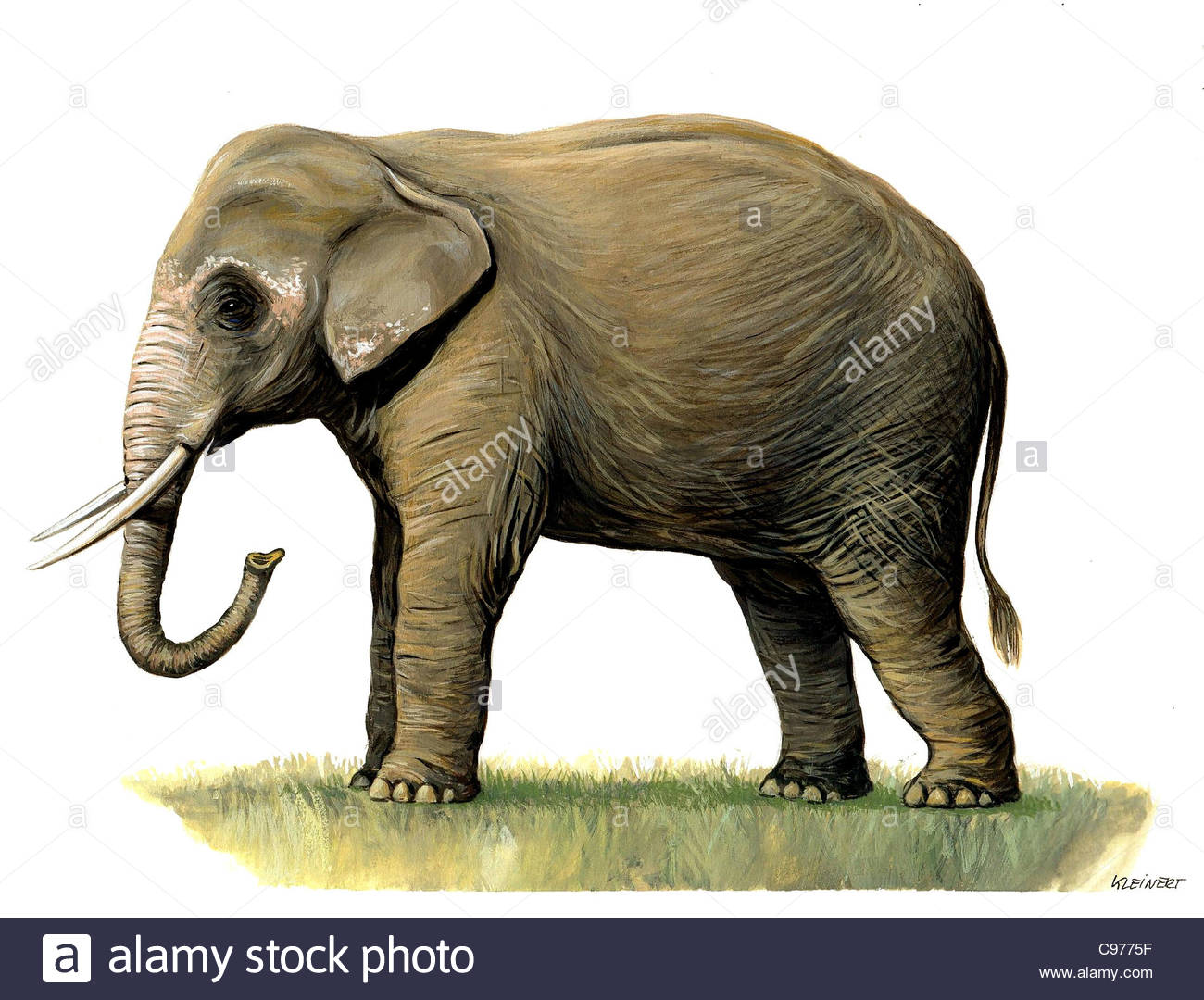 Elephas Maximus Drawing Stock Photos & Elephas Maximus Drawing Stock ...
