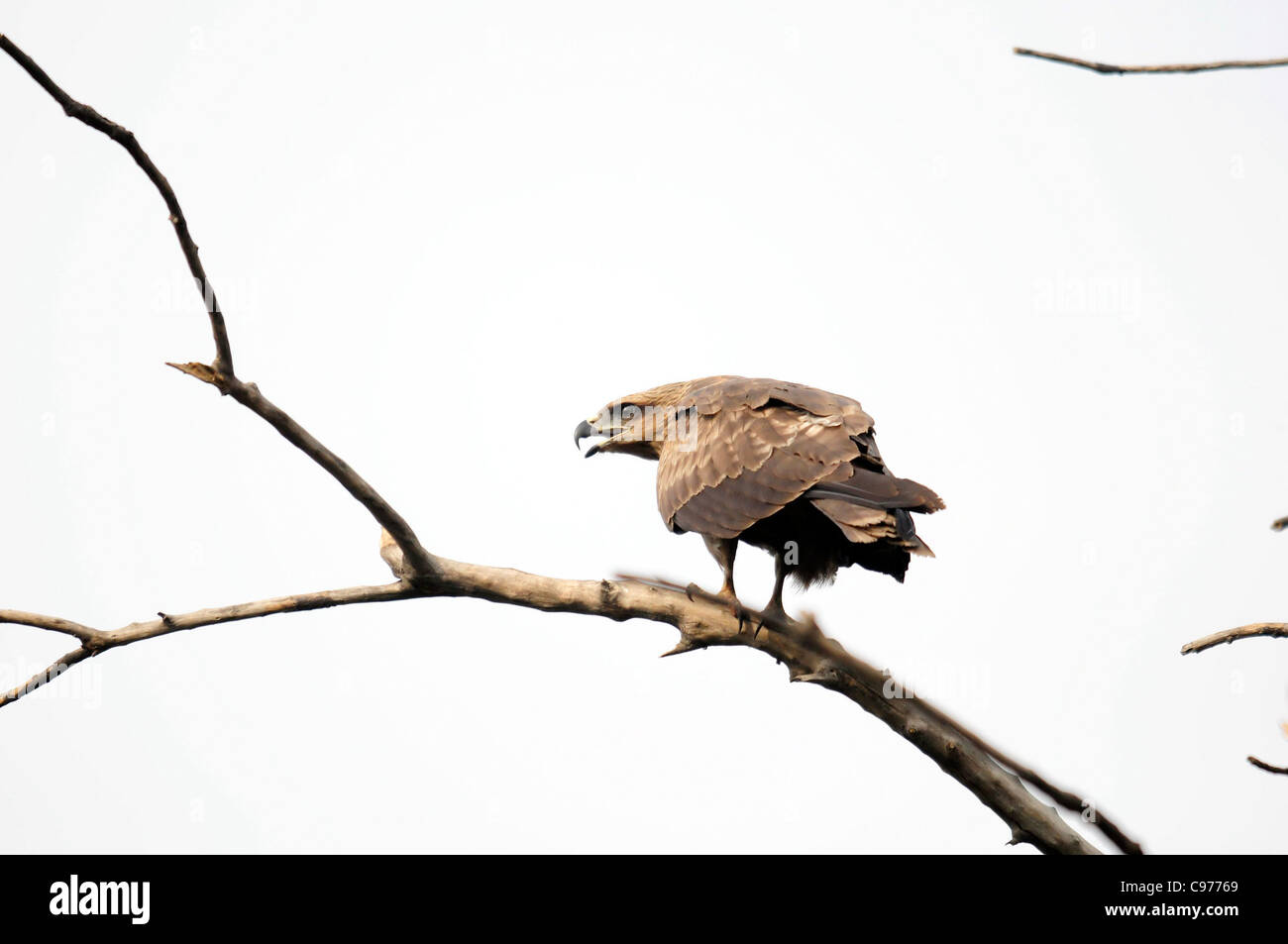 Pariah Stock Photos & Pariah Stock Images - Alamy