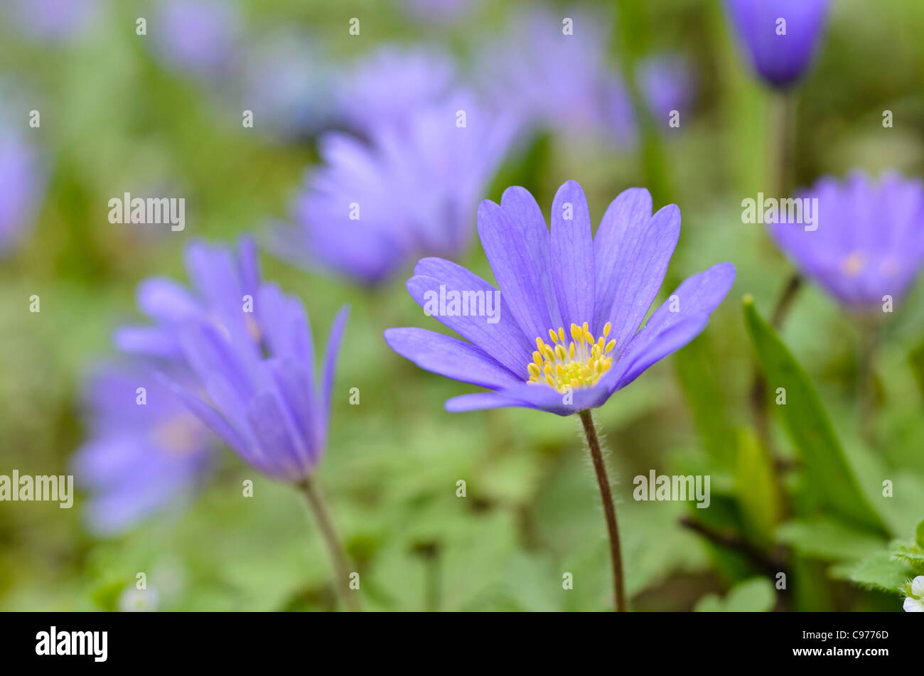 Grecian windflower (Anemone blanda 'Blue Shades' Stock Photo - Alamy
