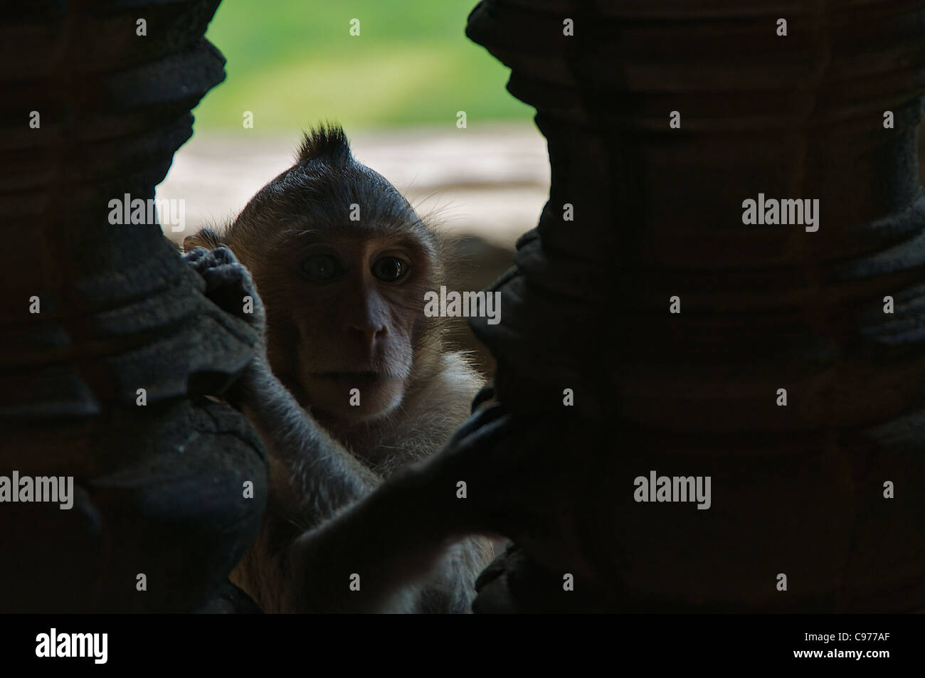 Worried monkey hi-res stock photography and images - Alamy